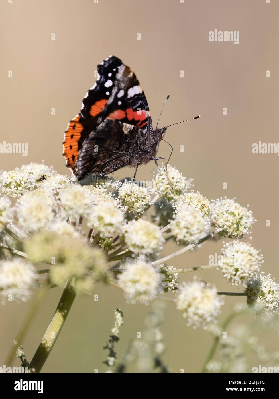 Red amiral hi-res stock photography and images - Alamy