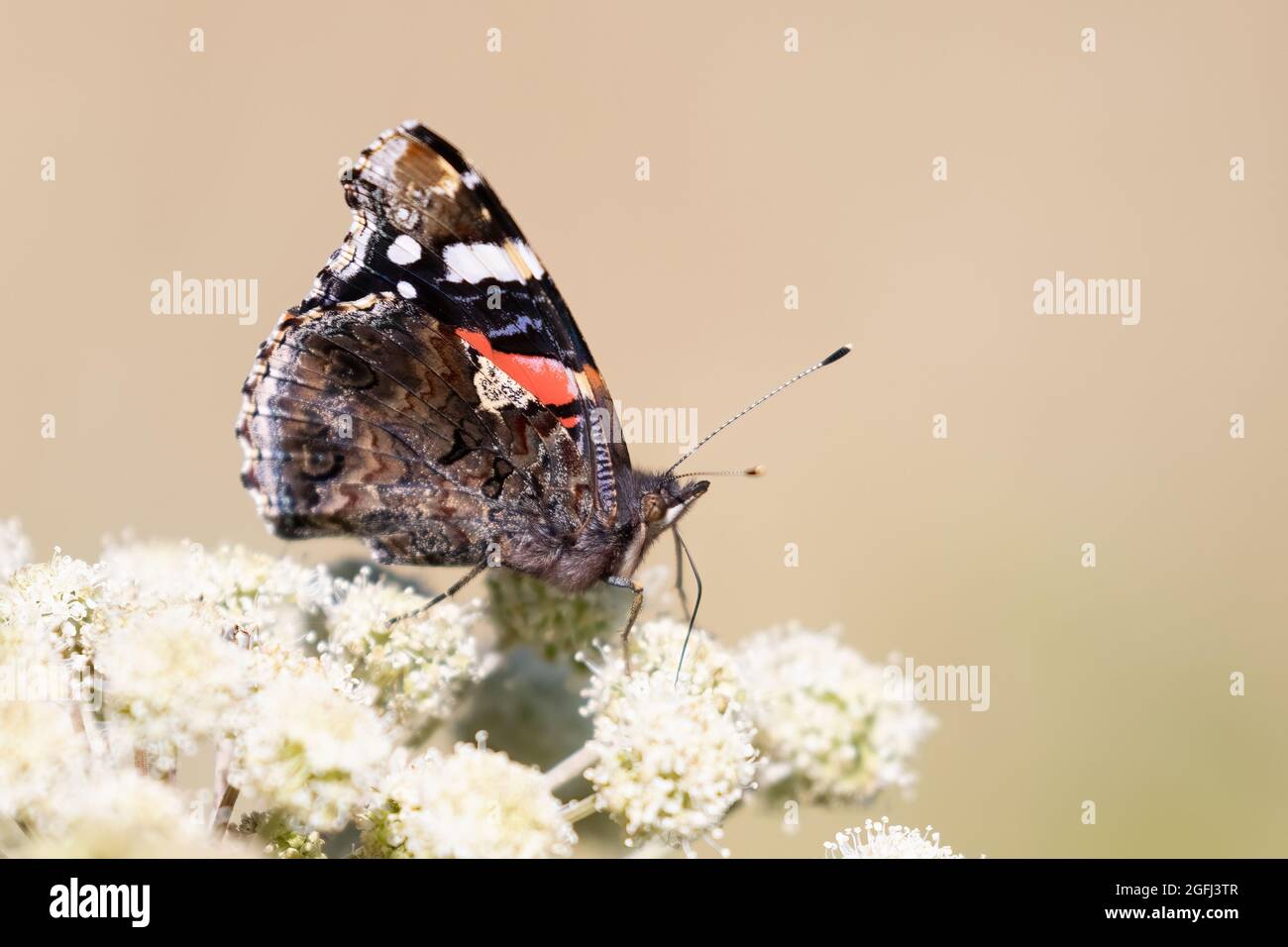 Red amiral hi-res stock photography and images - Alamy