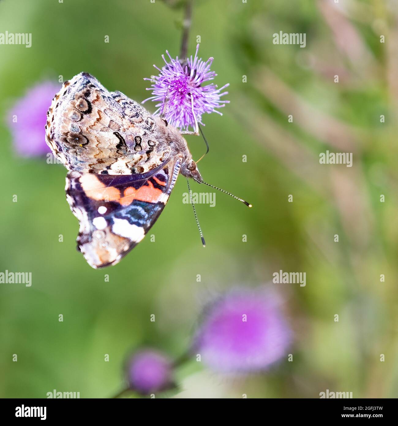 Red amiral hi-res stock photography and images - Alamy