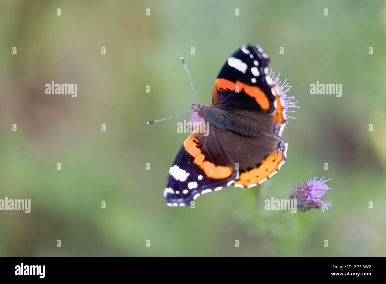 Red amiral hi-res stock photography and images - Alamy