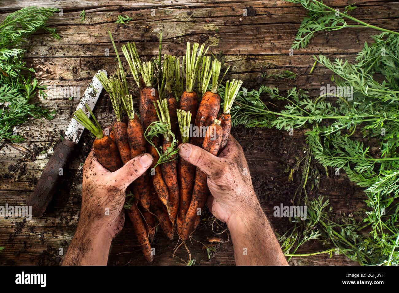Cleaning and preparation of a bunch of freshly picked carrots Stock ...