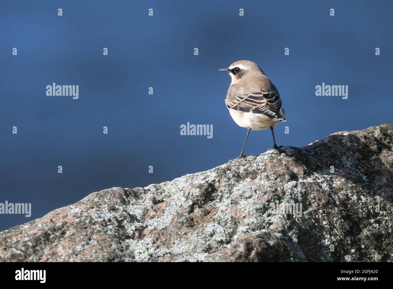 Wheatear fauna hi-res stock photography and images - Alamy