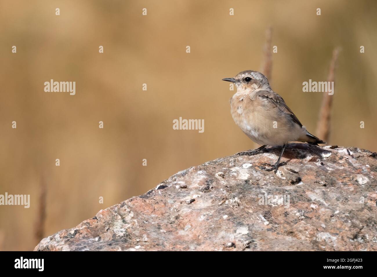 Wheatear fauna hi-res stock photography and images - Alamy