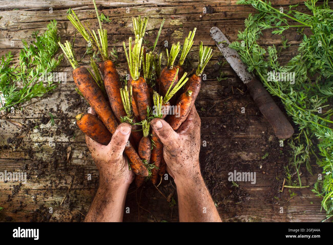 Cleaning and preparation of a bunch of freshly picked carrots Stock ...
