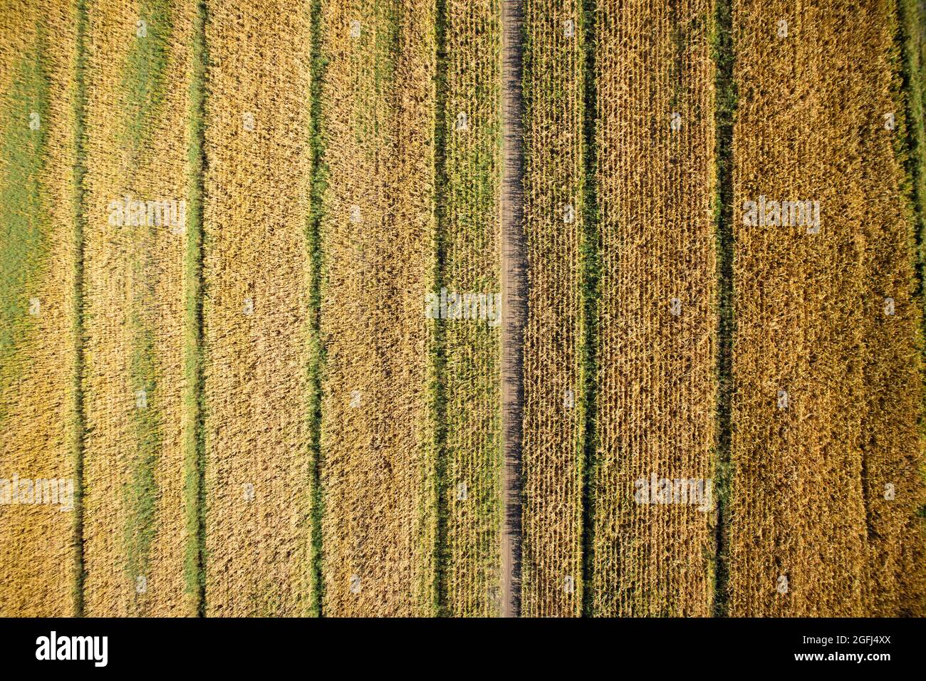 Top view with drone of a fully mature corn field Stock Photo - Alamy