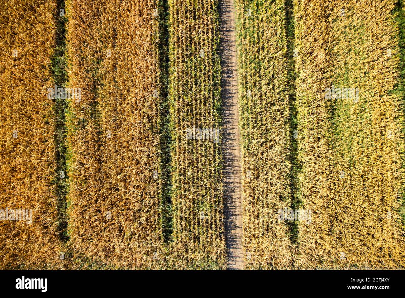 Top view with drone of a fully mature corn field Stock Photo - Alamy