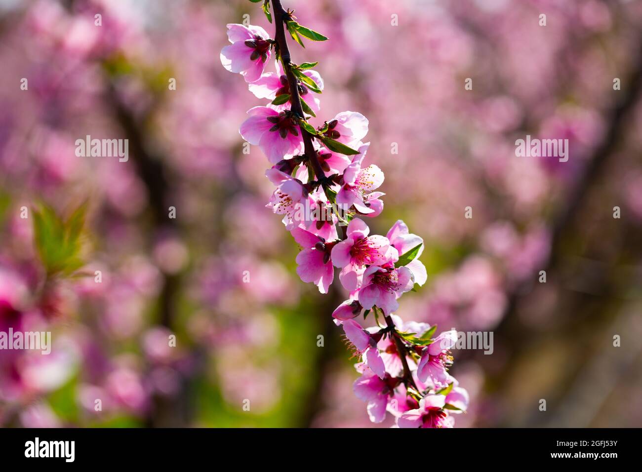 Flowering peach trees plantation hi-res stock photography and images ...