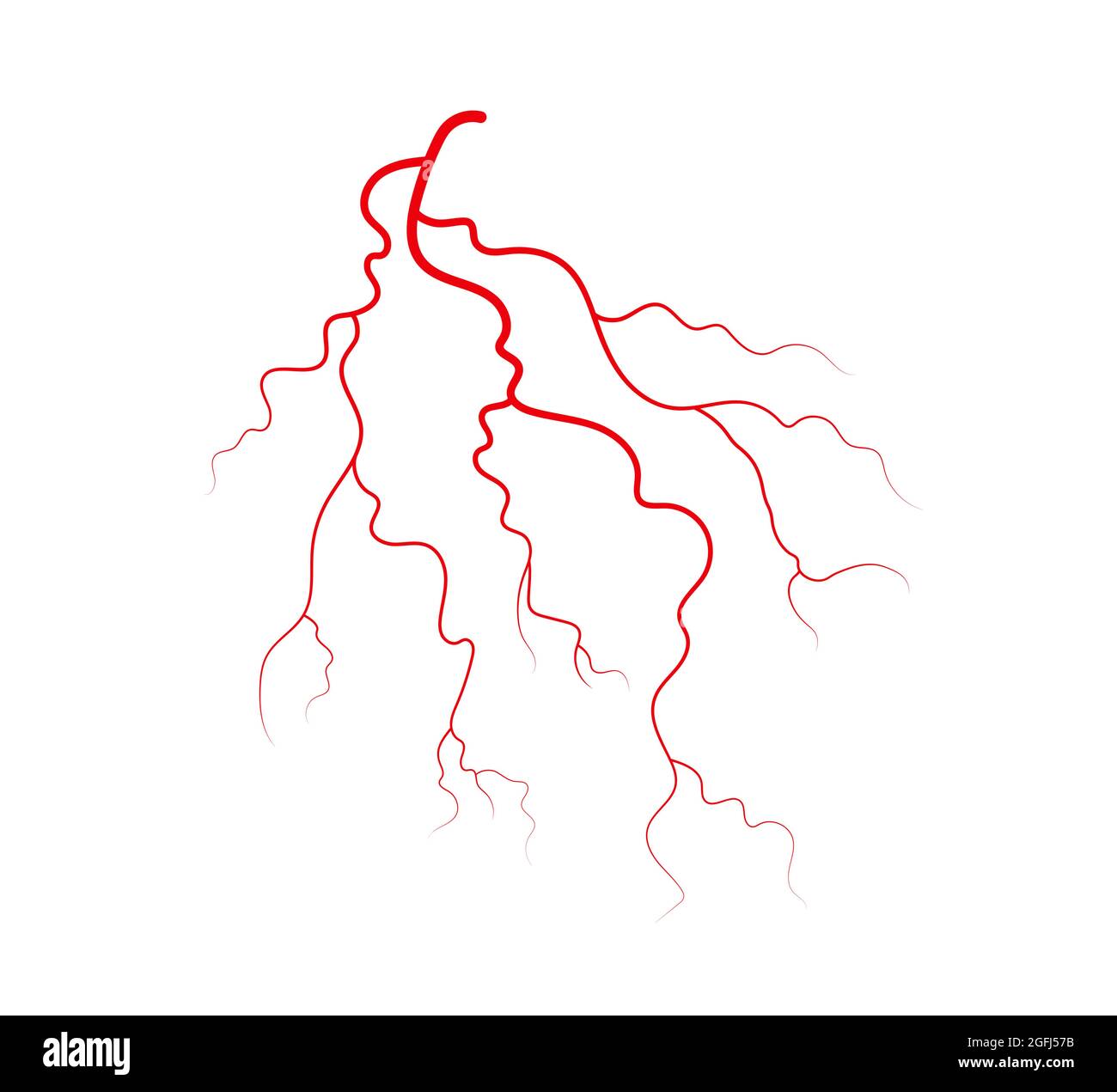 Human veins and arteries. Red branching blood vessels and capillaries ...