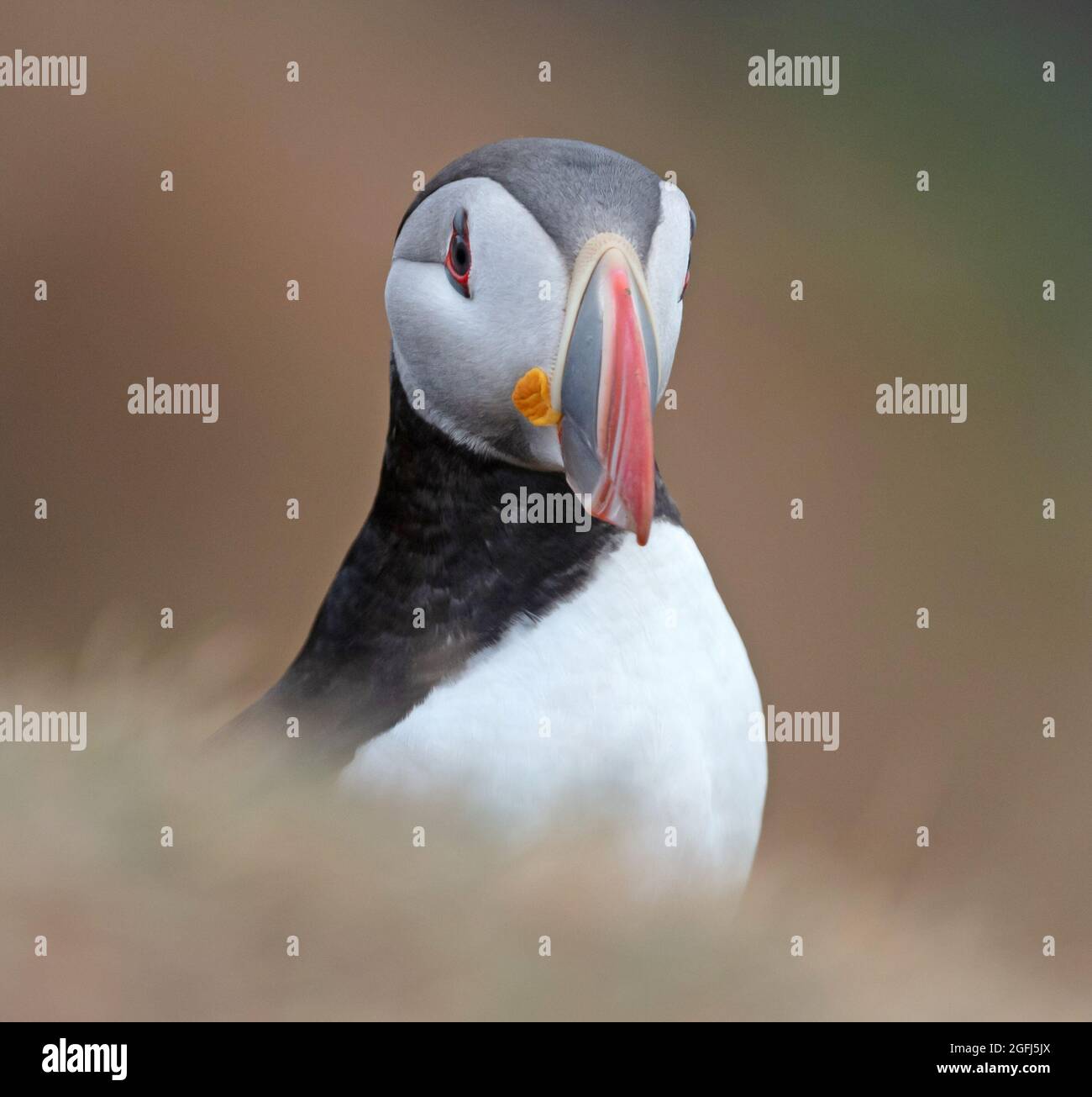 The atlantic puffin lives on the ocean and comes for nesting and ...