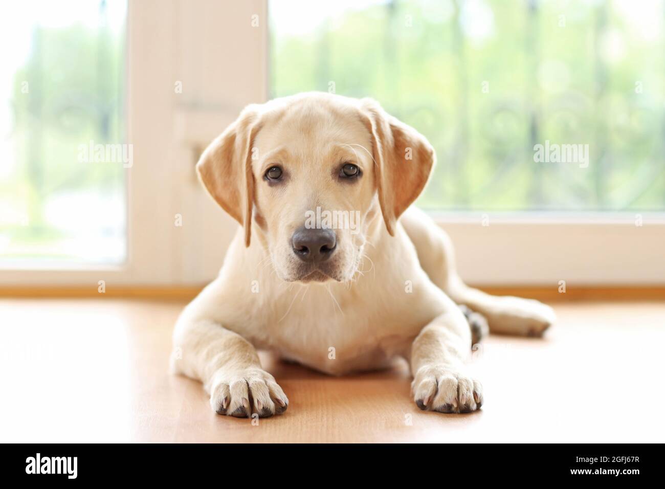 Brown lab gold retriever hi-res stock photography and images - Alamy