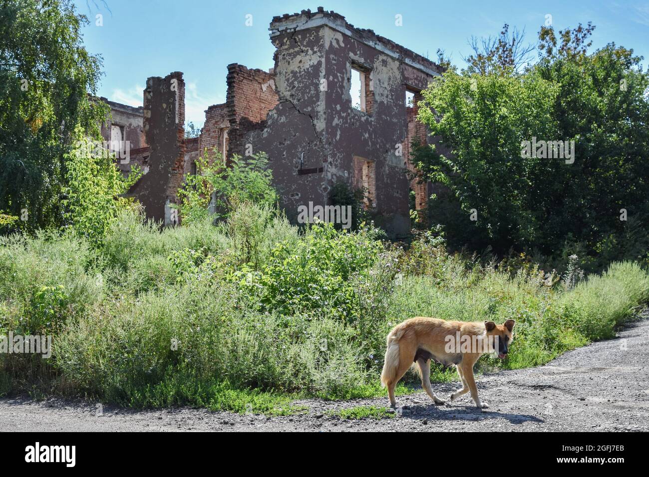 War of the stray dog hi-res stock photography and images - Alamy