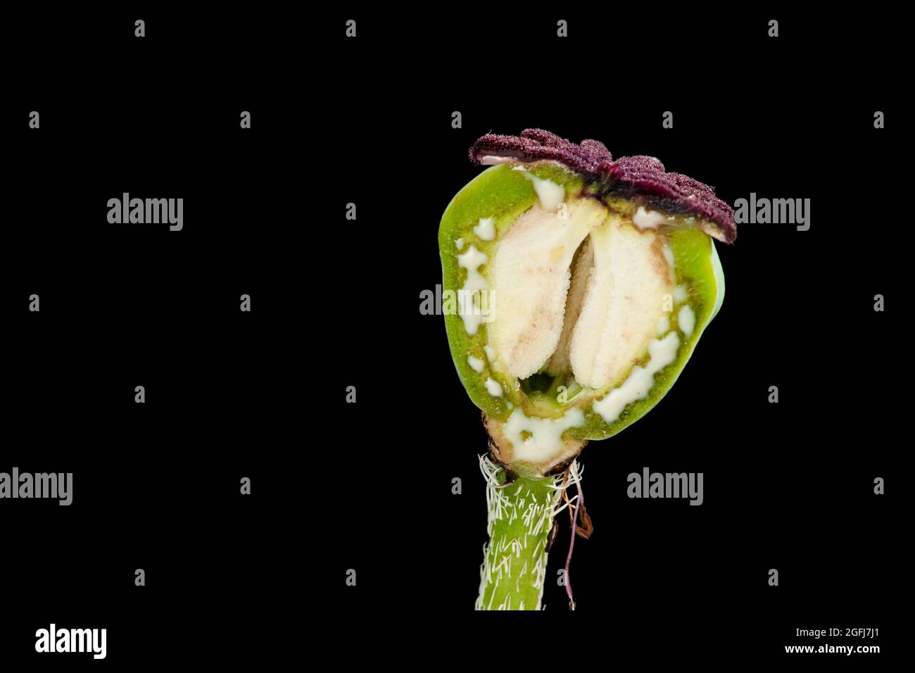 Radial section of angiosperms hi-res stock photography and images - Alamy