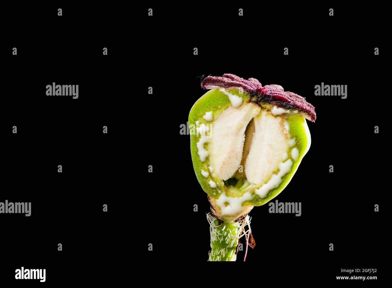 Radial section of angiosperms hi-res stock photography and images - Alamy