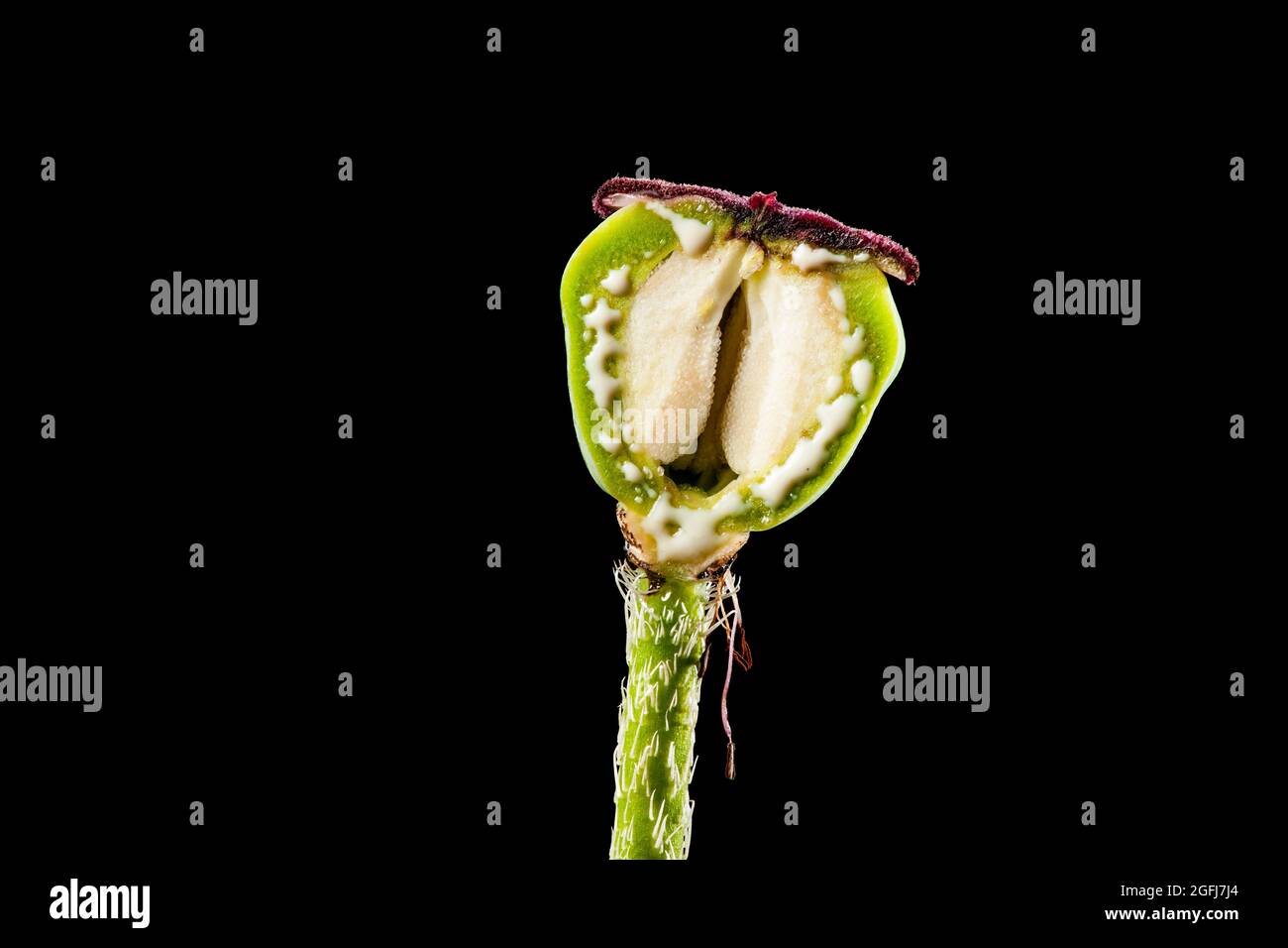 Radial section of angiosperms hi-res stock photography and images - Alamy