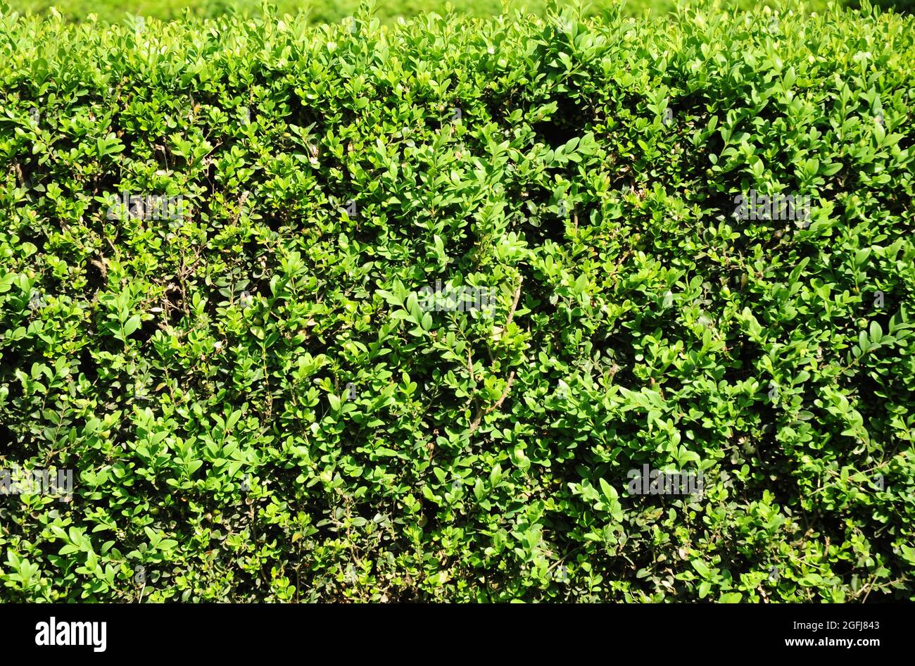 Neatly trimmed boxwood green hedge background, buxus leaves texture ...
