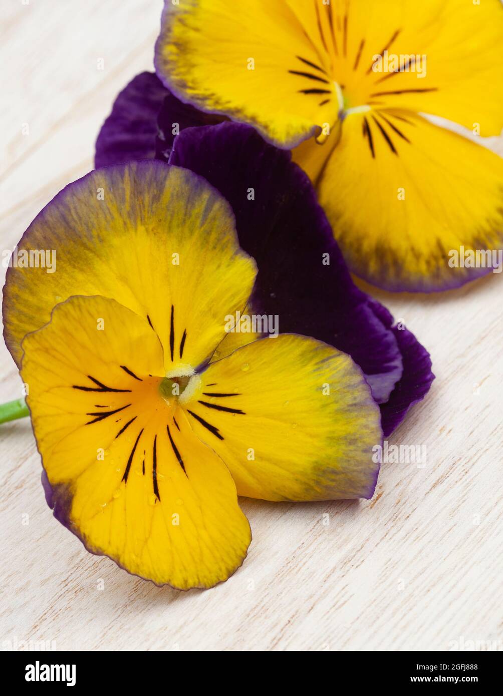 Single pansy with leaf hi-res stock photography and images - Alamy