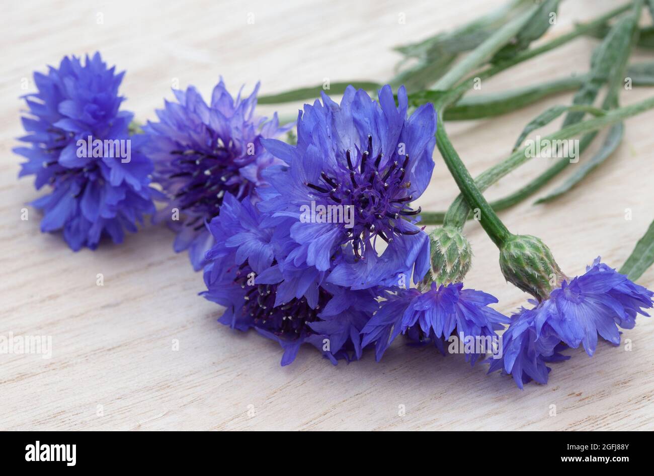 Cornflower colours hi-res stock photography and images - Alamy