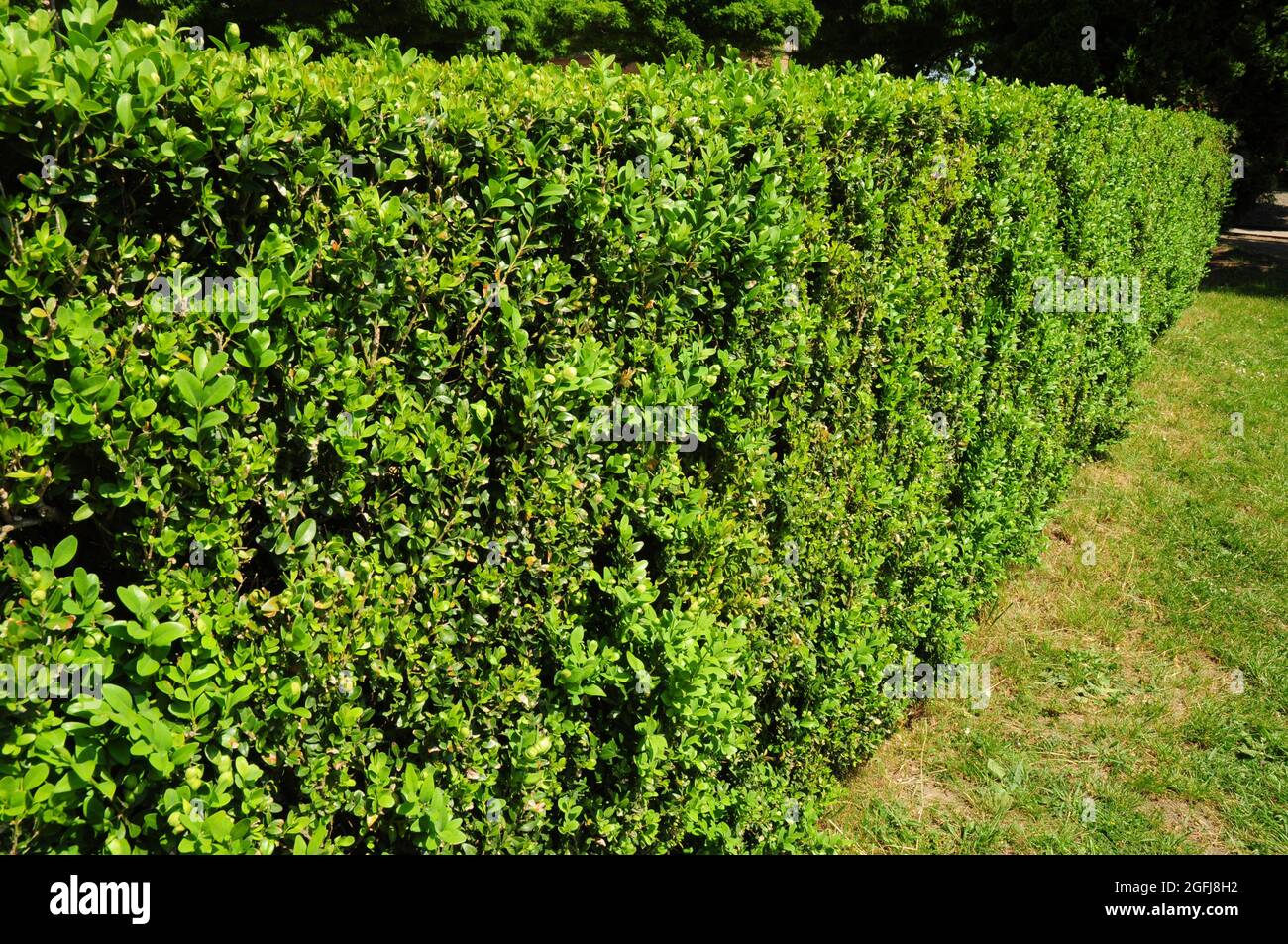 Green compact boxwood shrub, neatly cut high boxwood hedge in landscape ...