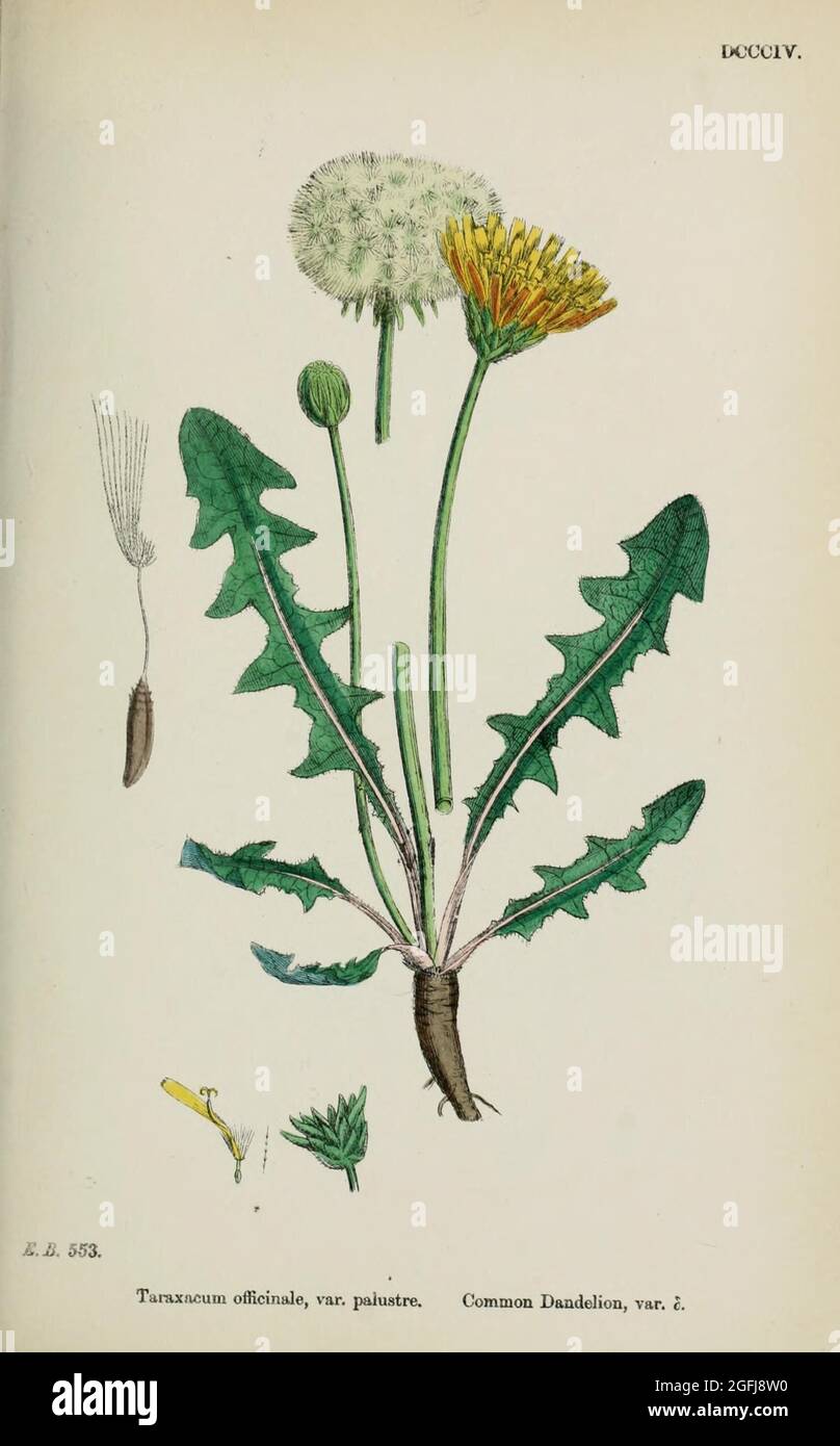 English botany hi-res stock photography and images - Alamy