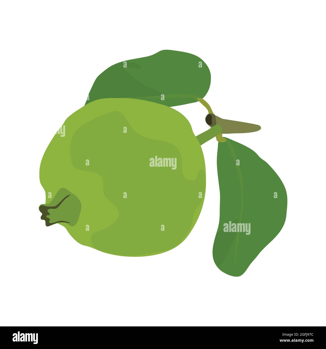 Guava Fruit icon illustration Stock Vector Image & Art - Alamy