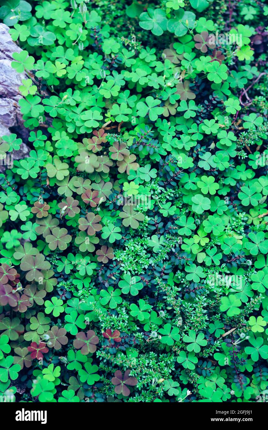 Lucky clovers hi-res stock photography and images - Alamy