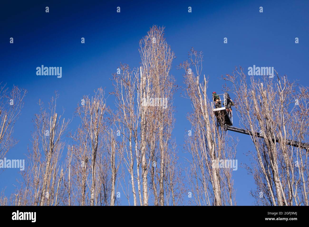 Pruning of tall trees with the use of mechanical equipment Stock Photo ...