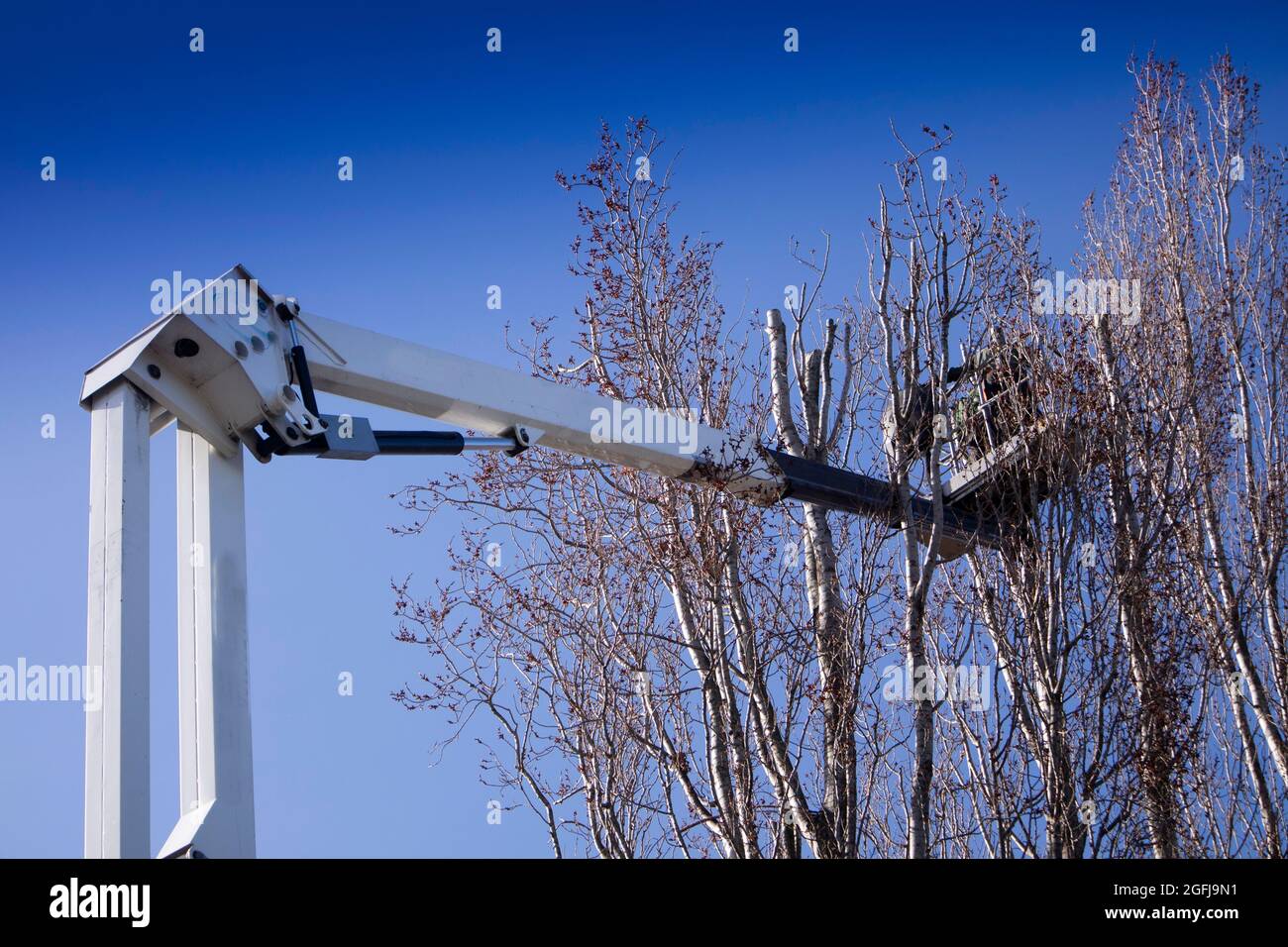Pruning of tall trees with the use of mechanical equipment Stock Photo ...
