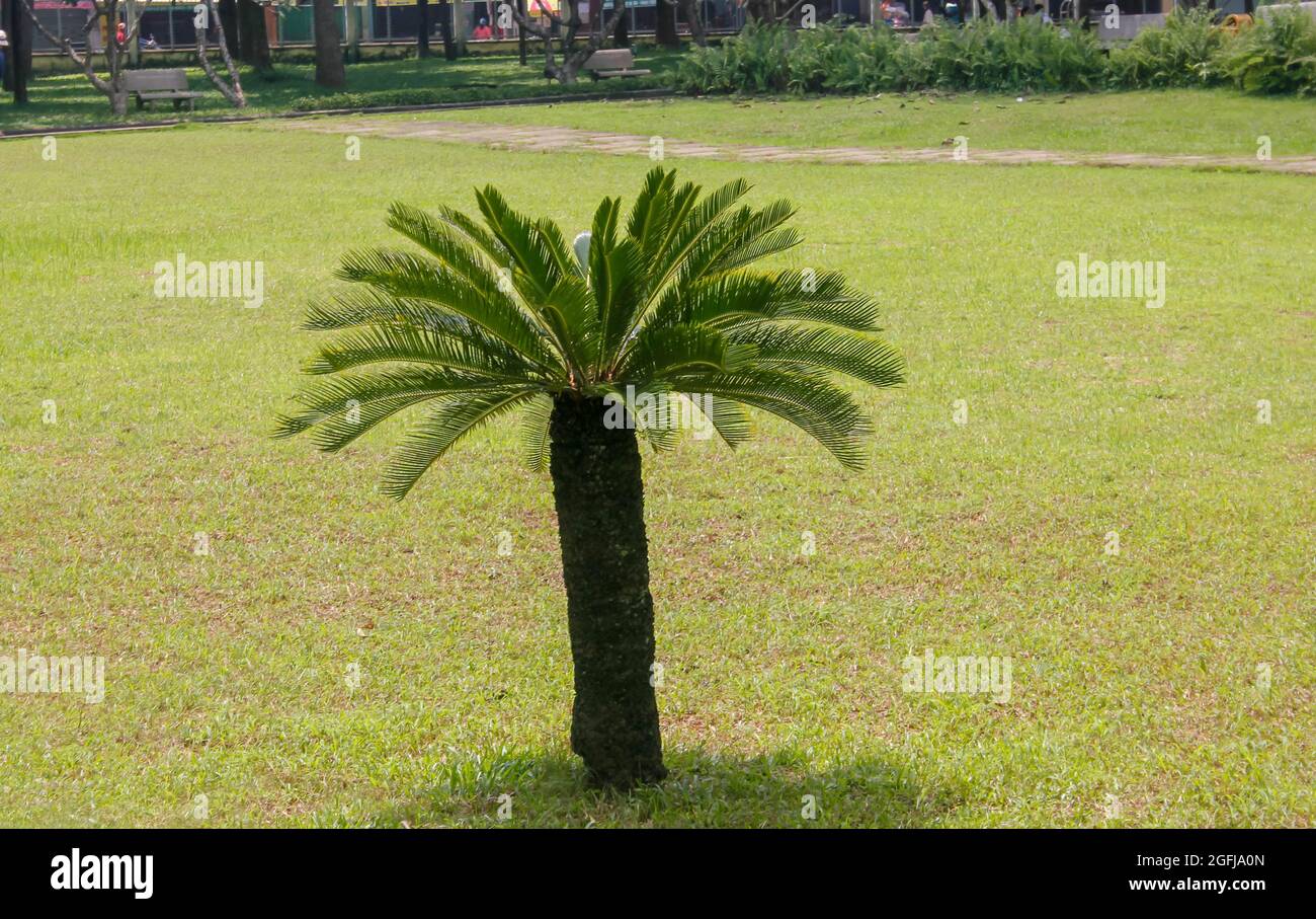 Cycas cycadaceae hi-res stock photography and images - Alamy