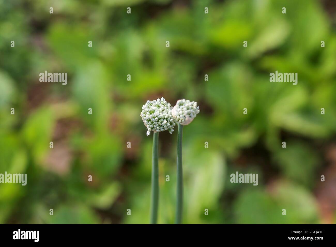 Blue onion flower hi-res stock photography and images - Alamy