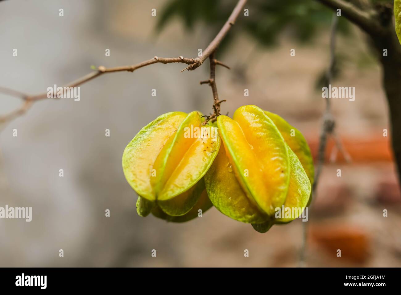 Planter box tree hi-res stock photography and images - Alamy