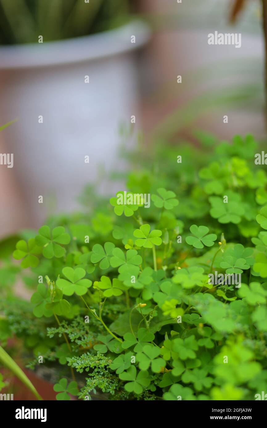 Green clovers hi-res stock photography and images - Alamy