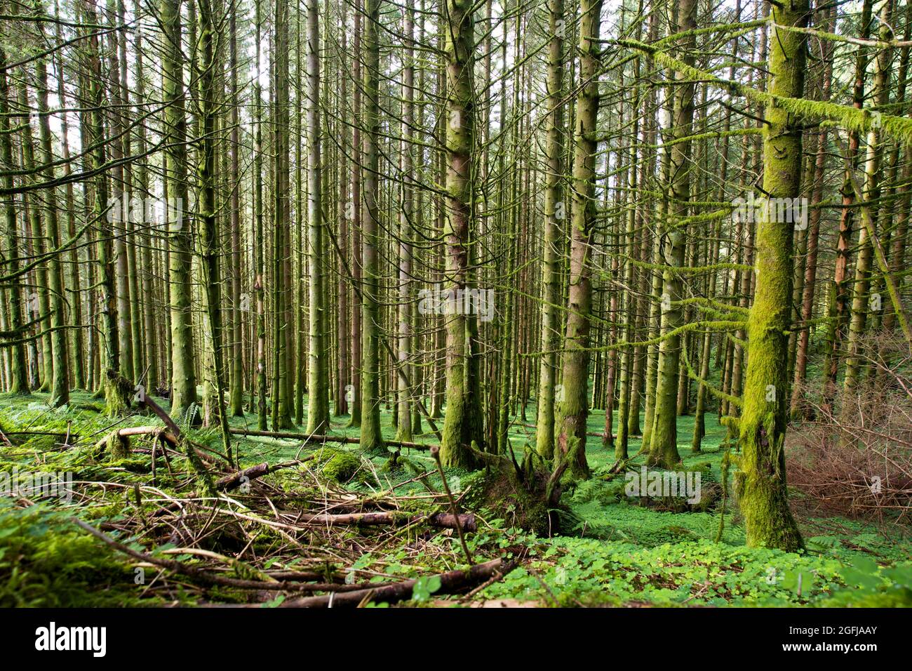 Deep into a green forest in Norway Stock Photo - Alamy