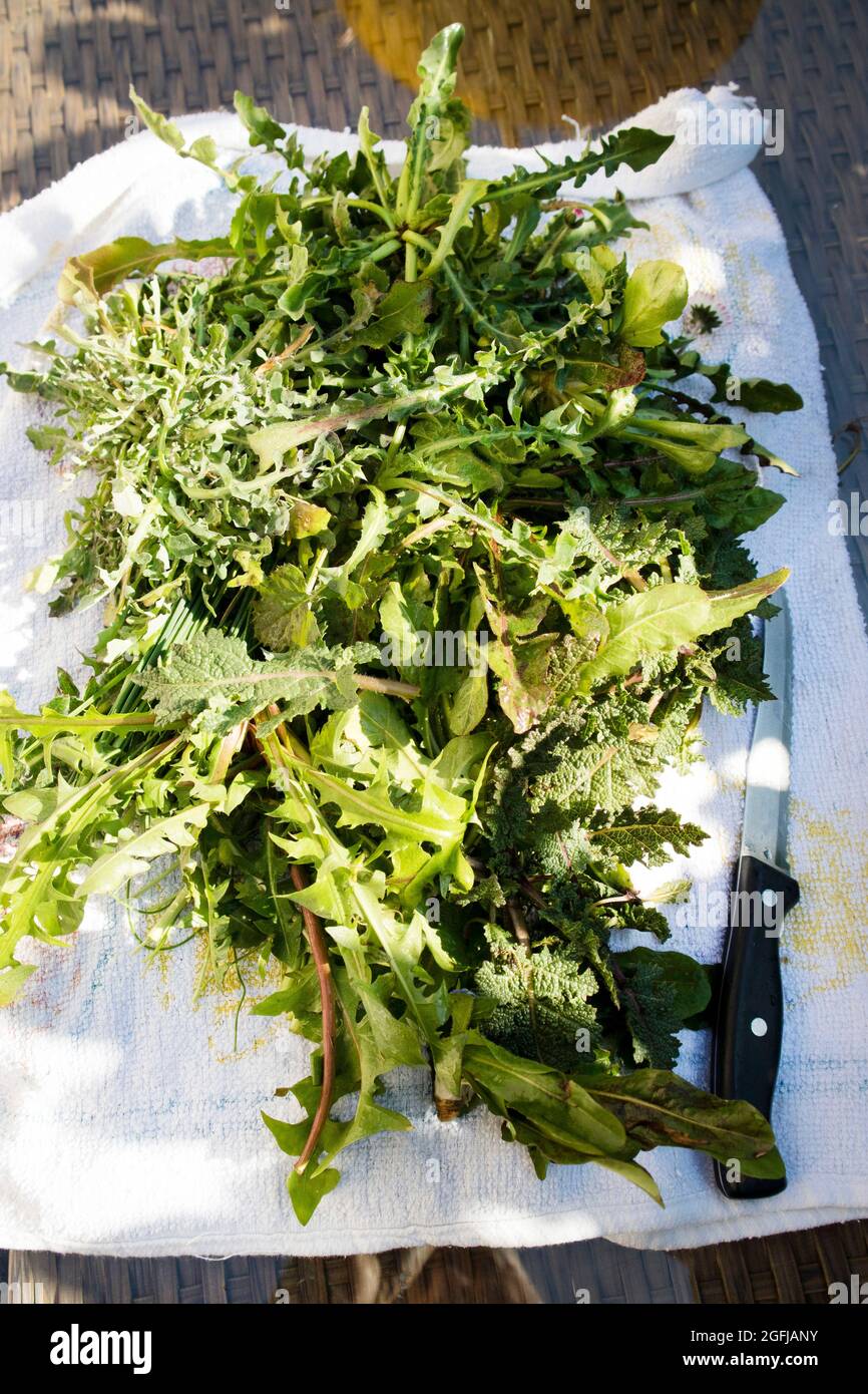 Harvesting in the countryside of wild grass for food use Stock Photo ...