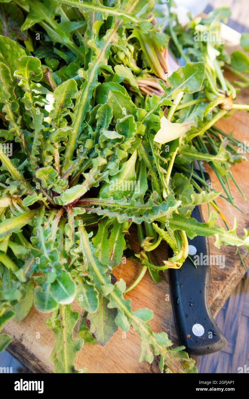Harvesting in the countryside of wild grass for food use Stock Photo ...