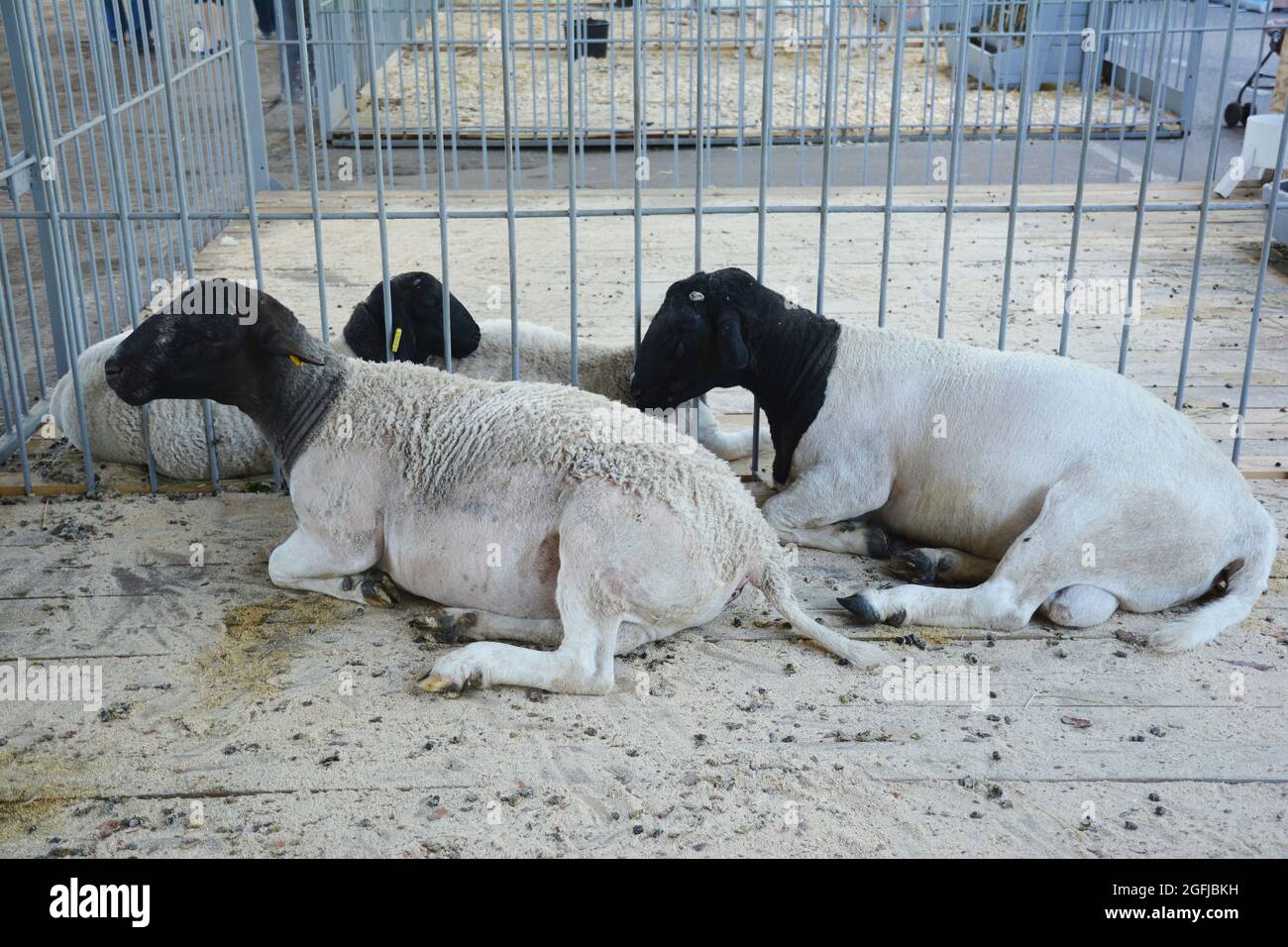 Hornless hi-res stock photography and images - Alamy
