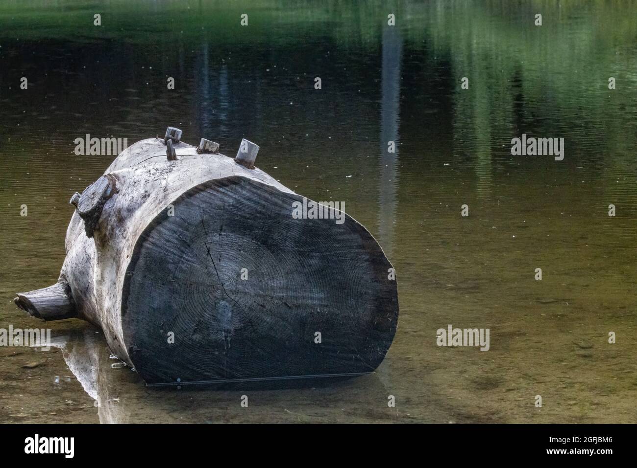 large old log partially submerged in a shallow pond Stock Photo - Alamy