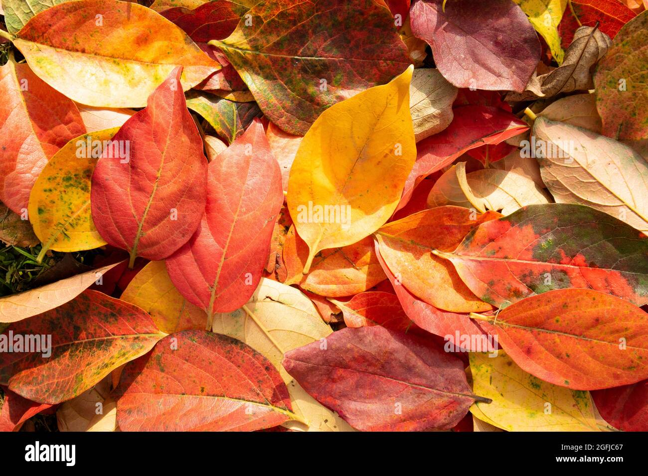 The color of the leaves of the persimmon tree in the autumn season ...