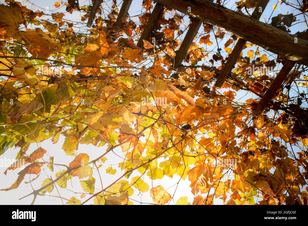 Pastel color vine leaves hi-res stock photography and images - Alamy