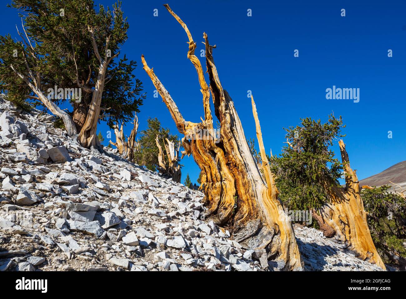 Ancient Bristlecone Pine Tree showing the twisted and gnarled features ...
