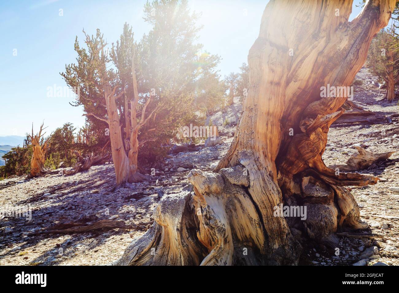 Ancient Bristlecone Pine Tree showing the twisted and gnarled features ...
