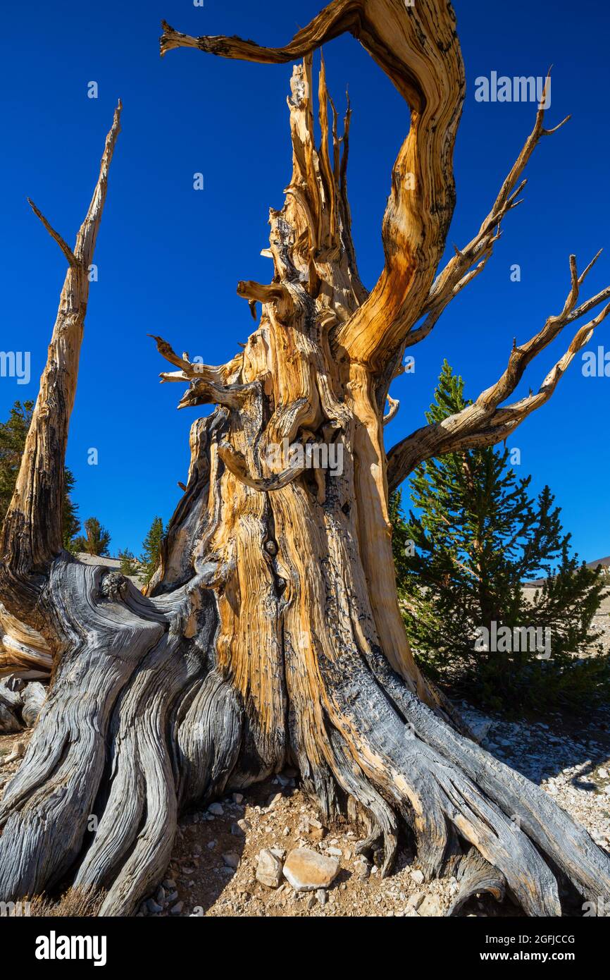 Ancient Bristlecone Pine Tree showing the twisted and gnarled features ...