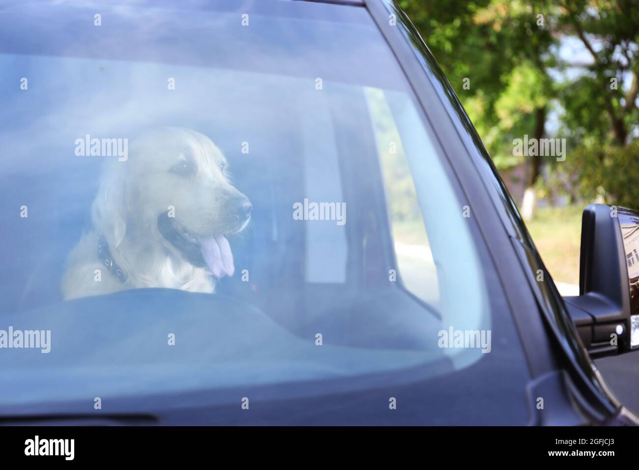 Cute Labrador dog in car Stock Photo - Alamy