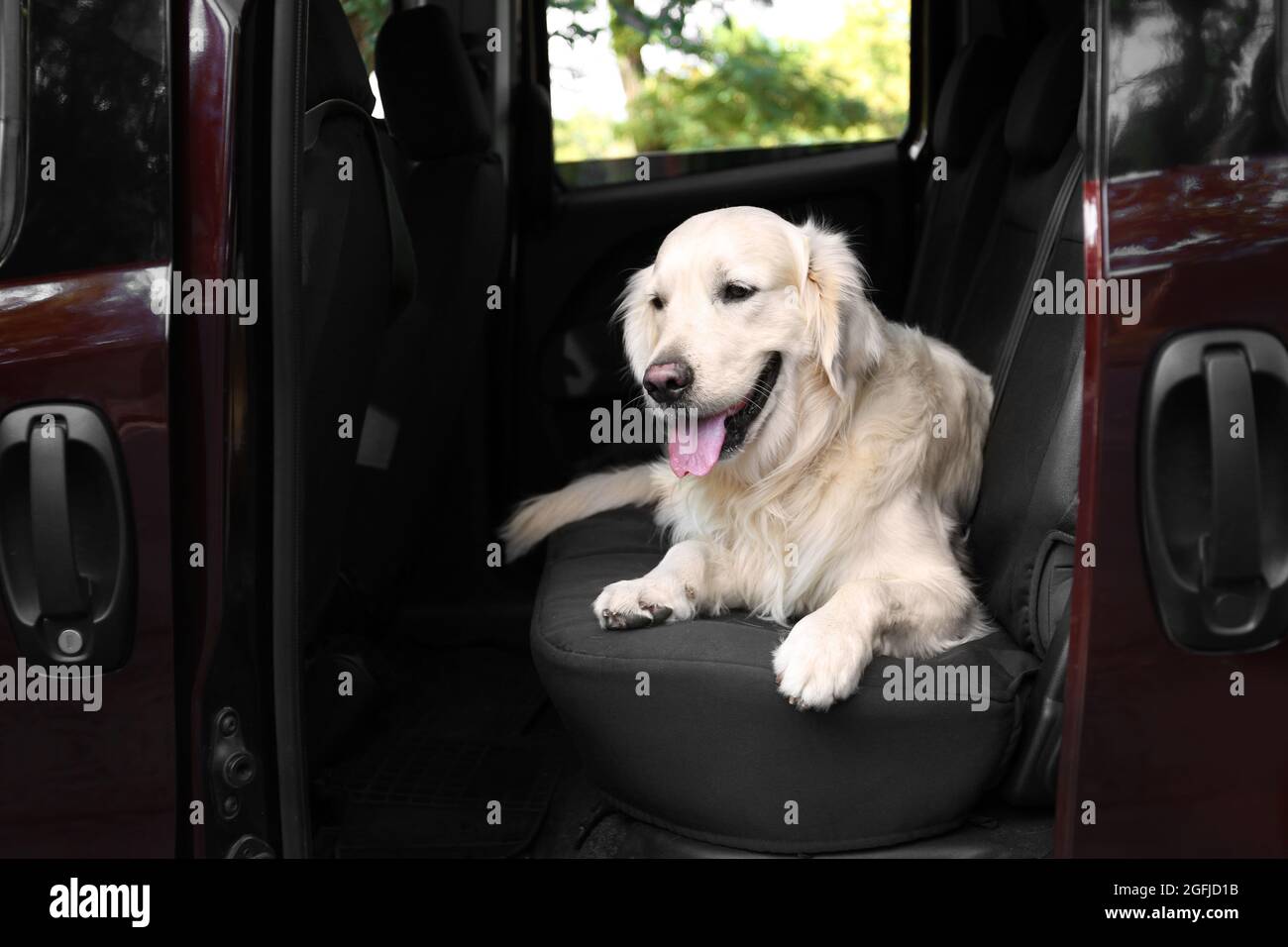 Cute Labrador dog in car Stock Photo - Alamy