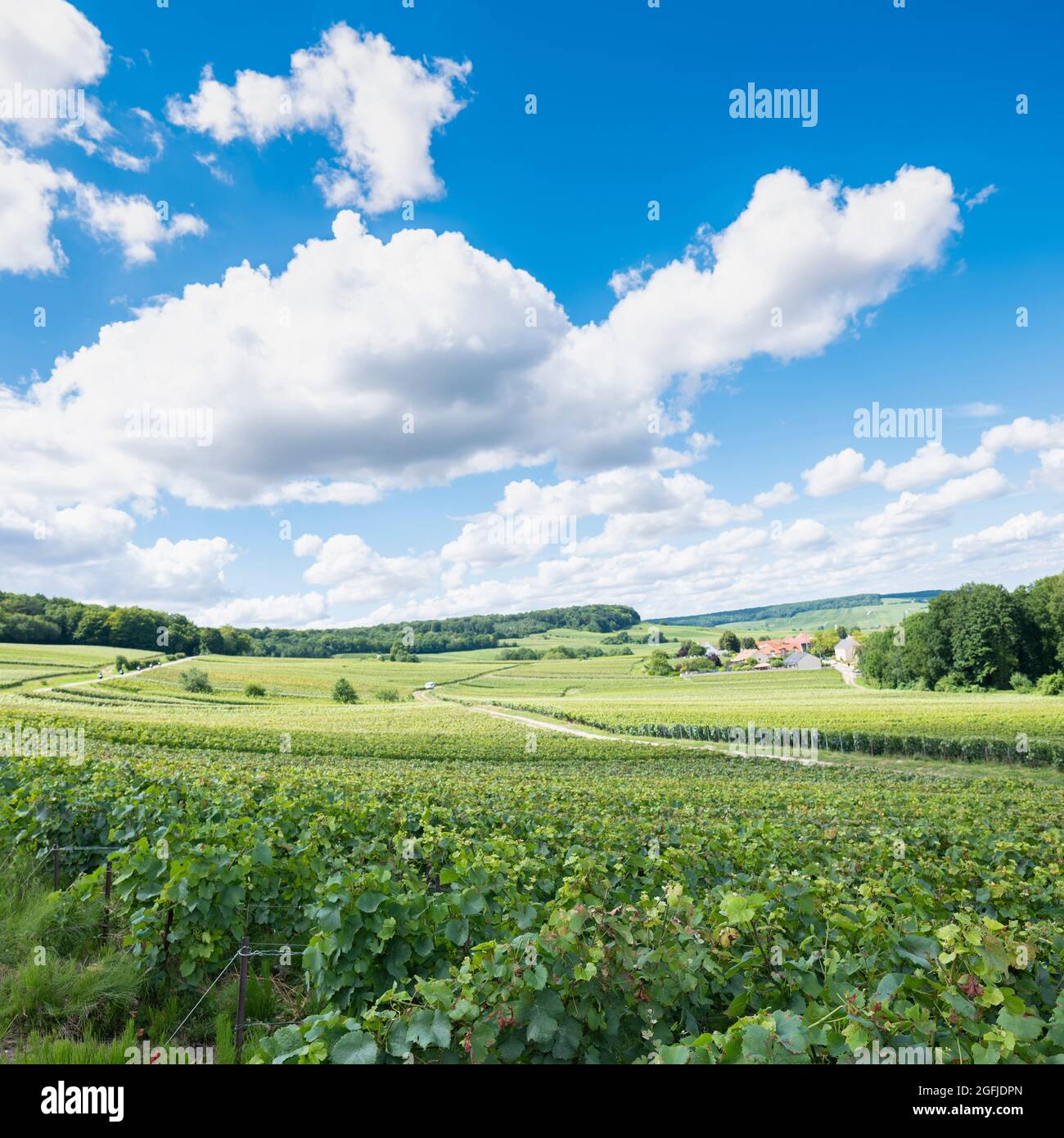 rolling hills in french countryside south of reims under blue sky in ...
