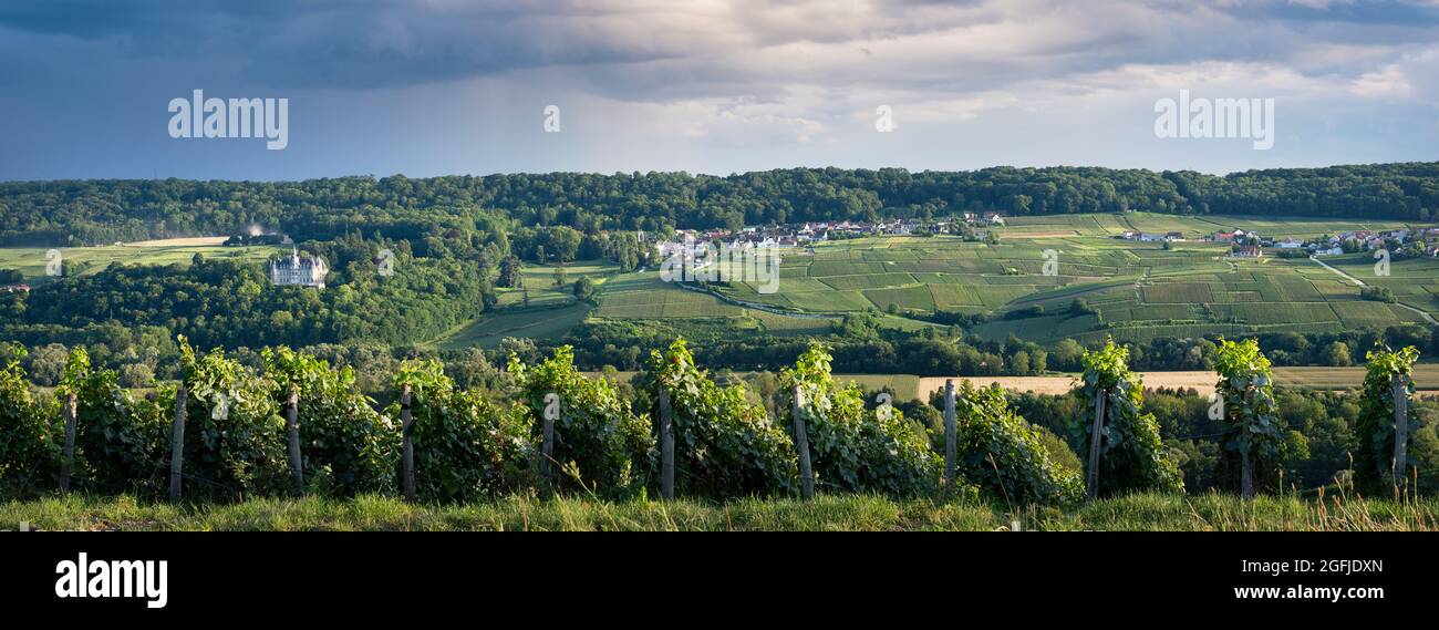 Champagne ardenne france vineyard hi-res stock photography and images ...