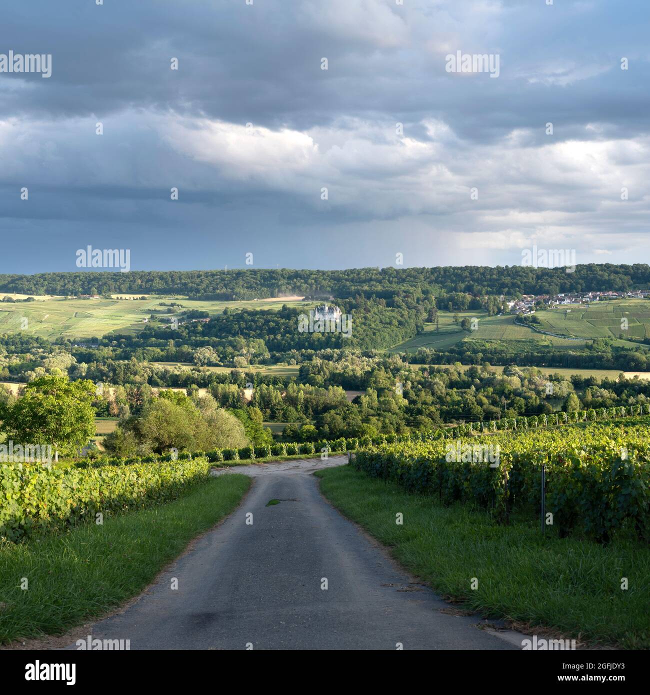 vineyards in marne valley south of reims in french region champagne ...