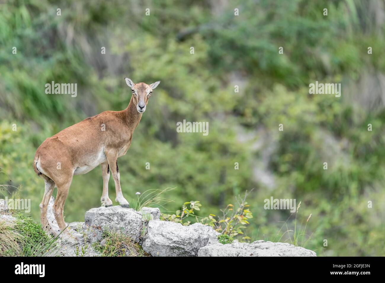 Fine art portrait of European mouflon female on the rock (Ovis musimon ...