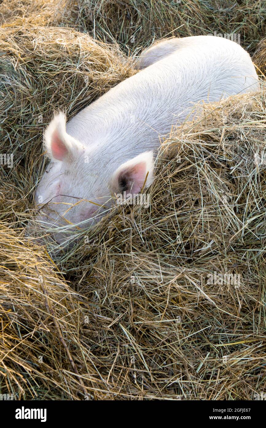 Photo shoot of a big pig taken while sleeping on a straw bed Stock ...