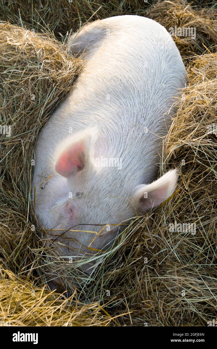 Breeding on a bed hi-res stock photography and images - Alamy