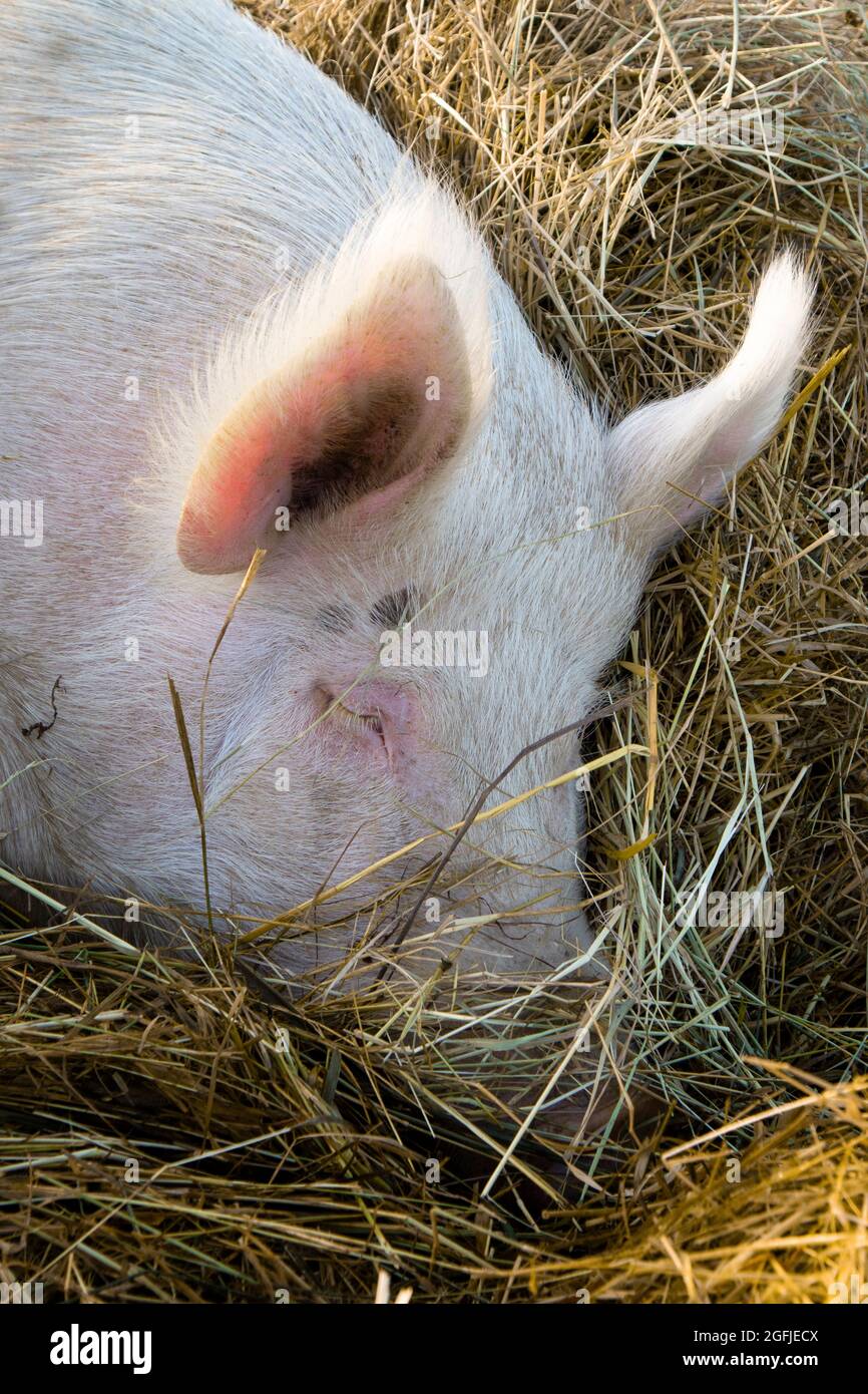 Breeding on a bed hi-res stock photography and images - Alamy